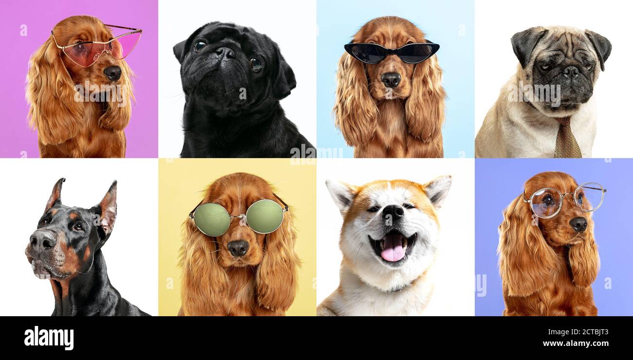 Stunning, cool. Stylish adorable dogs posing. Cute doggies or pets ...