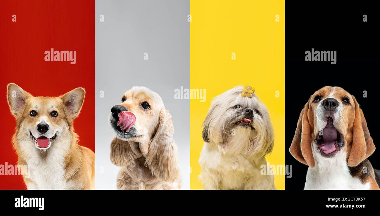 Attention. Stylish adorable dogs posing. Cute doggies or pets happy ...