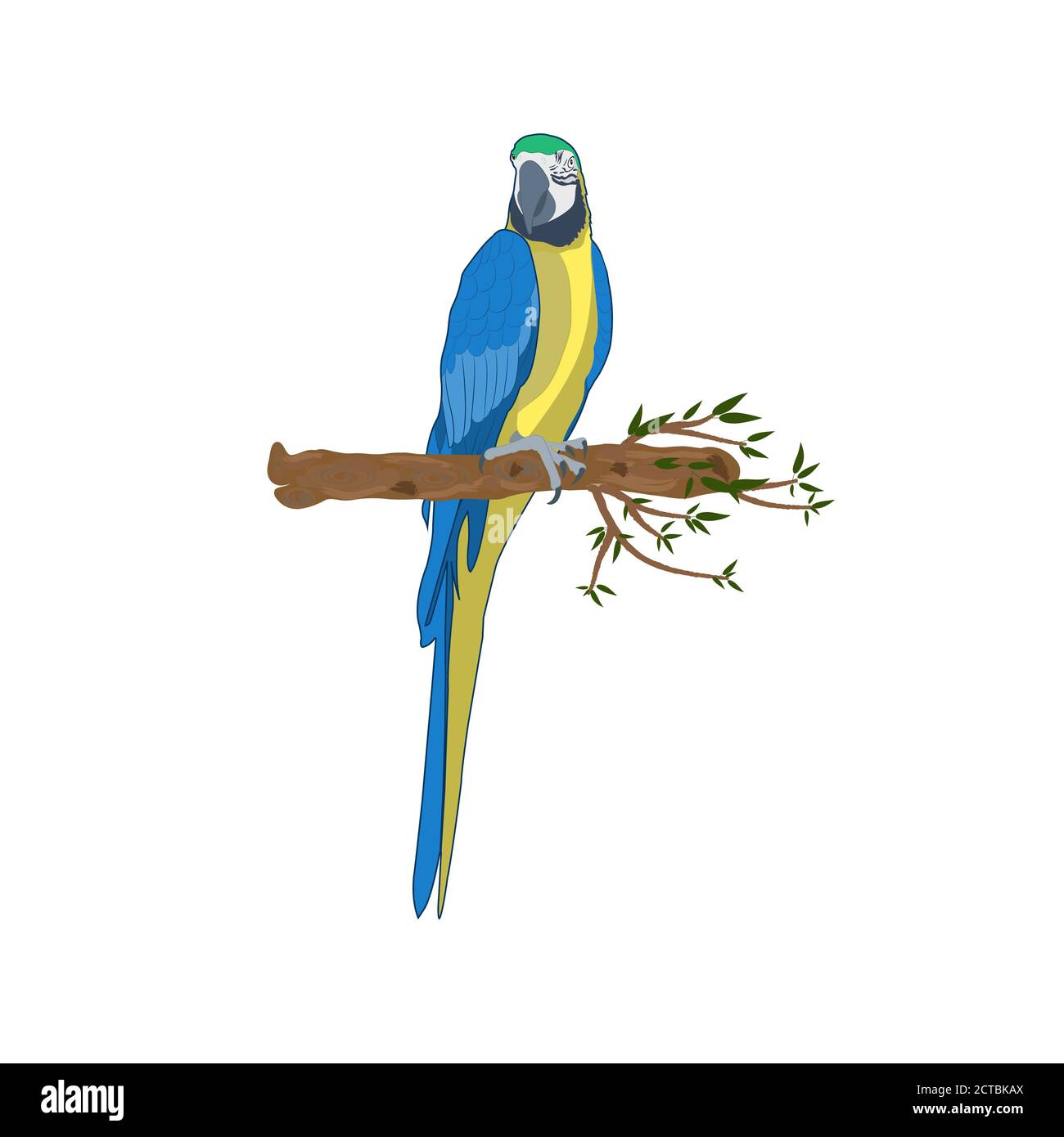 Bird blue-and-yellow macaw standing on branch, vector illustration ...