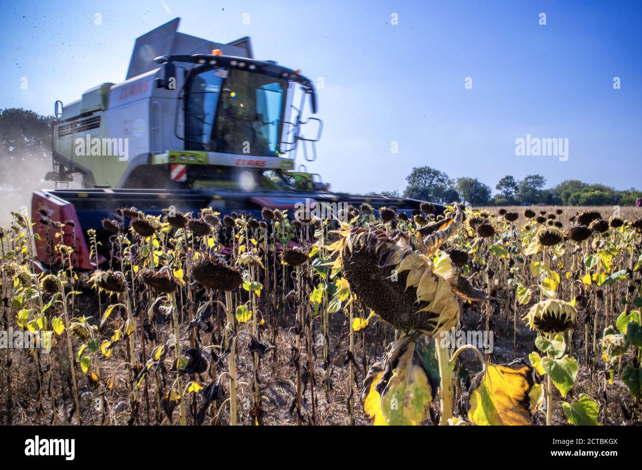 Fodder production hi-res stock photography and images - Alamy