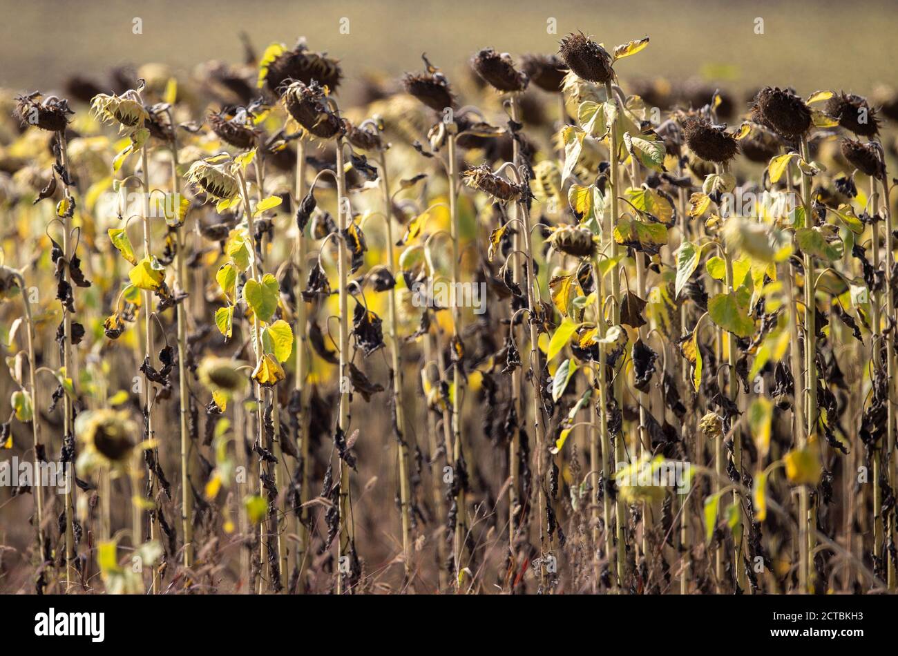 Fodder production hi-res stock photography and images - Alamy
