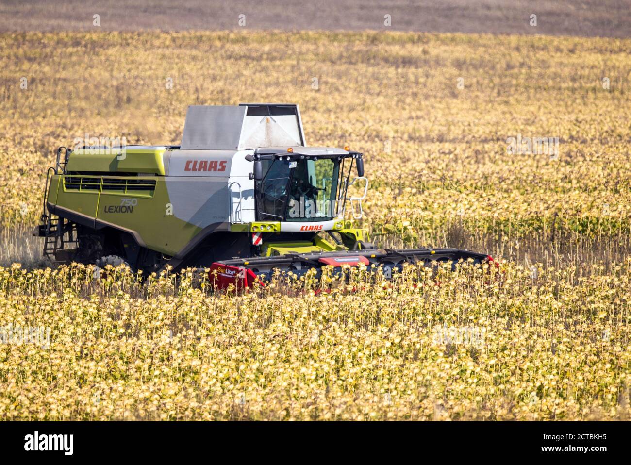 Linstow, Germany. 22nd Sep, 2020. A combine harvests ripe sunflowers in ...