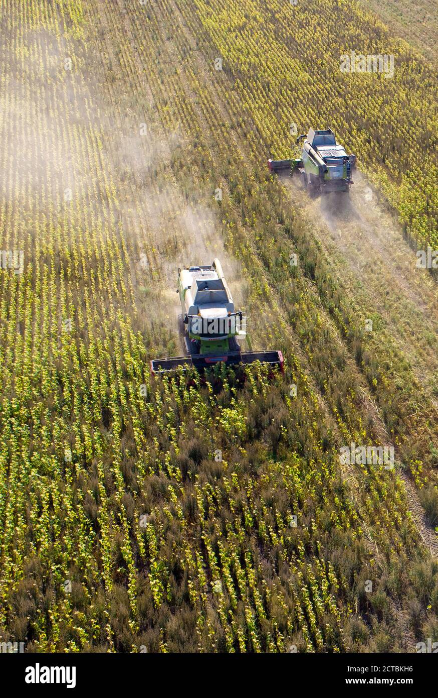 Linstow, Germany. 22nd Sep, 2020. Combine harvesters harvest sunflowers ...