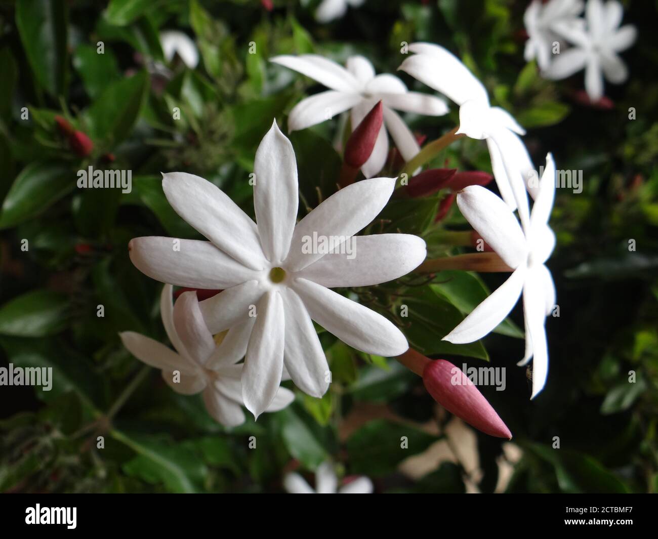 Angular flower floral hi-res stock photography and images - Alamy