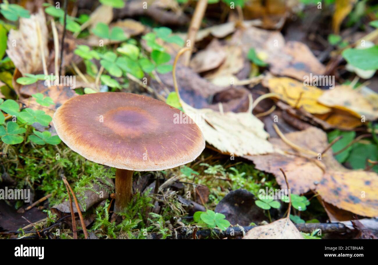 Clouded agaric mushroom Clitocybe nebularis . One of a troop of ...