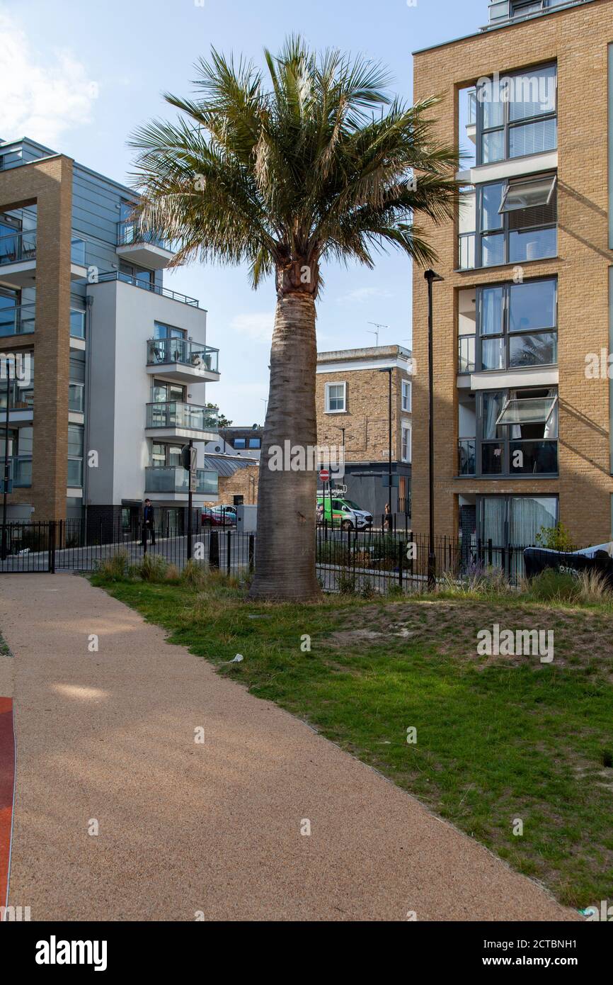 One hundred year old Chilean Wine Palm (Jubaea chilensis), Packington ...