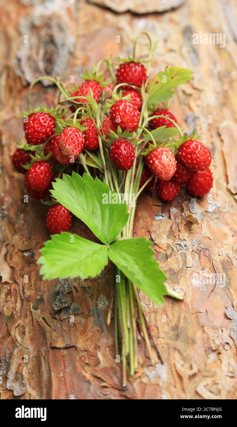 Wild strawberries grow in the forest. Forest red berry grows in the ...
