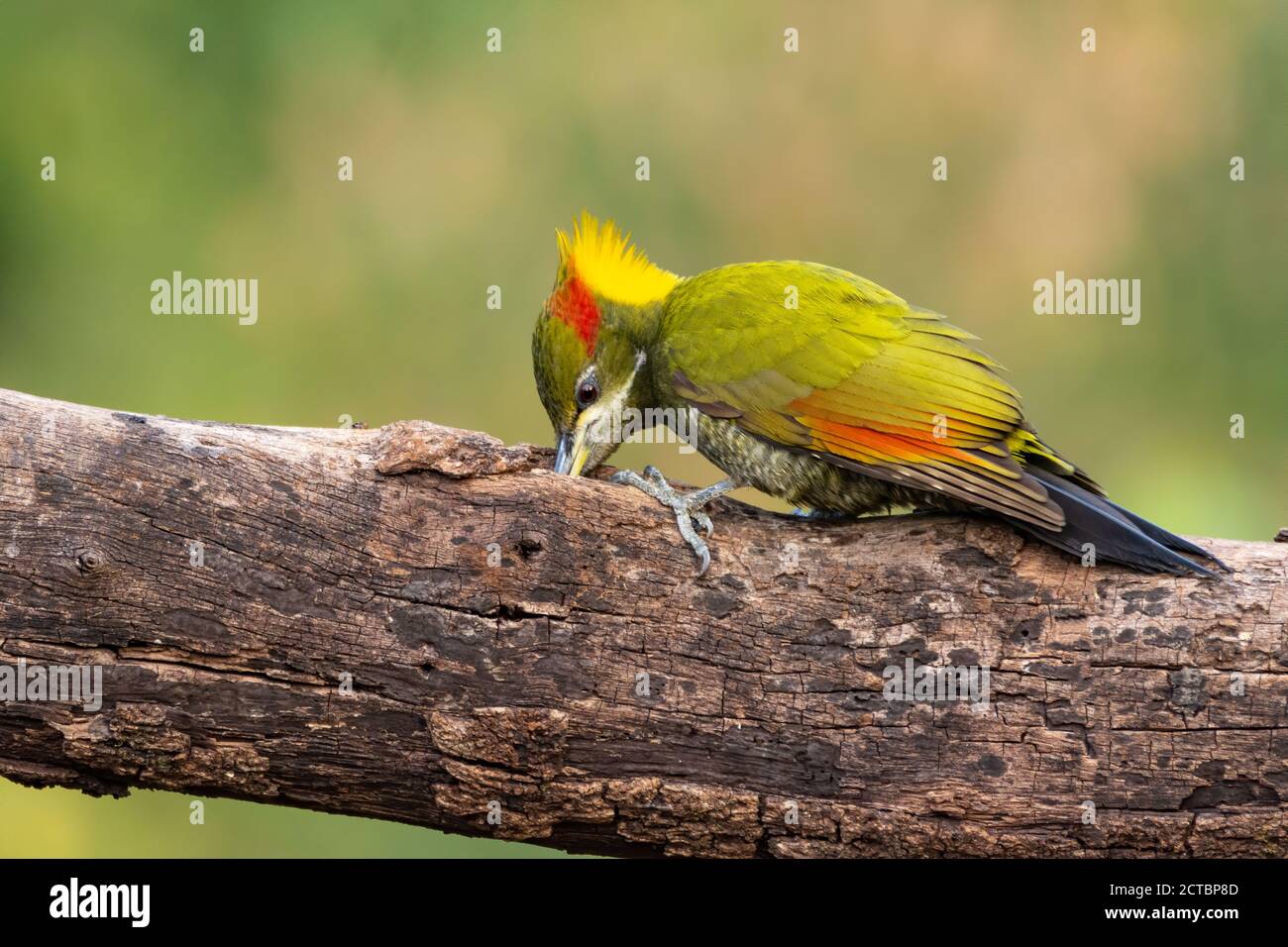 Picus chlorolophus hi-res stock photography and images - Alamy