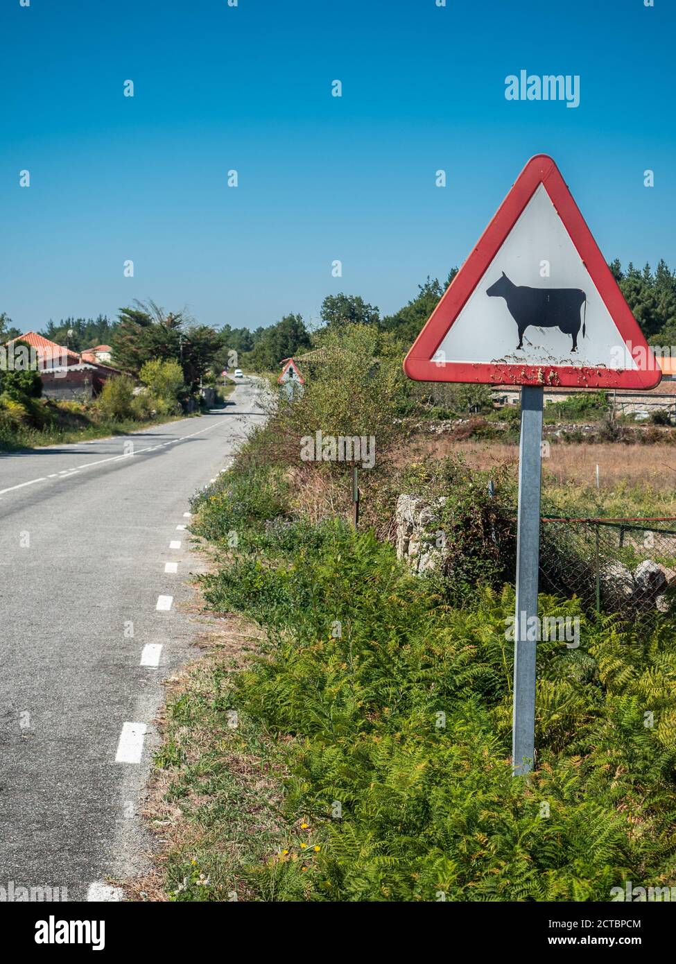 Sign of danger cows in the street in Spain Stock Photo - Alamy