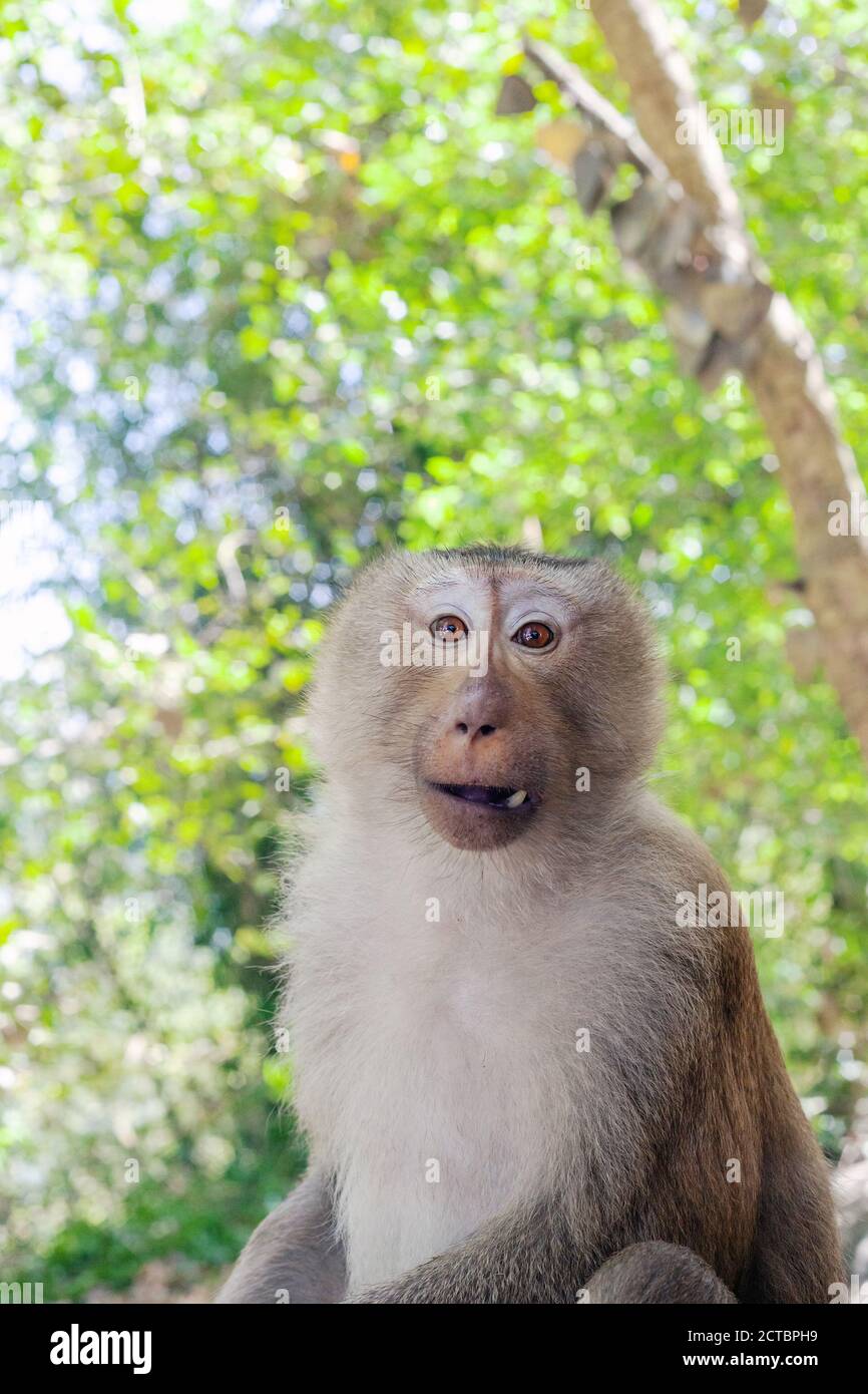 Portrait of funny surprised monkey in green jungle. Close up macaca ...