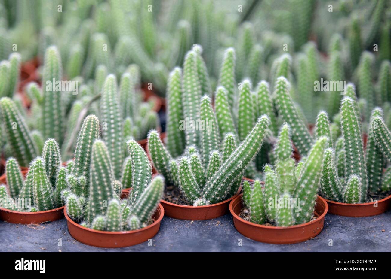 nursery cactus tree indoor garden can do it for yourself Stock Photo ...