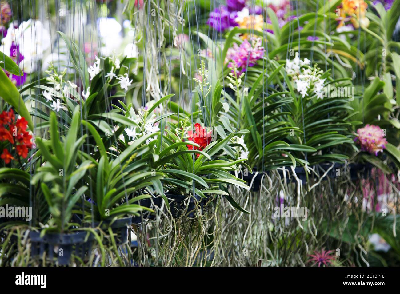 row of orchid flower indoor garden for export industry Stock Photo - Alamy