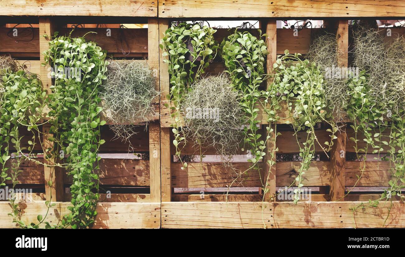 Vine garden hi-res stock photography and images - Alamy