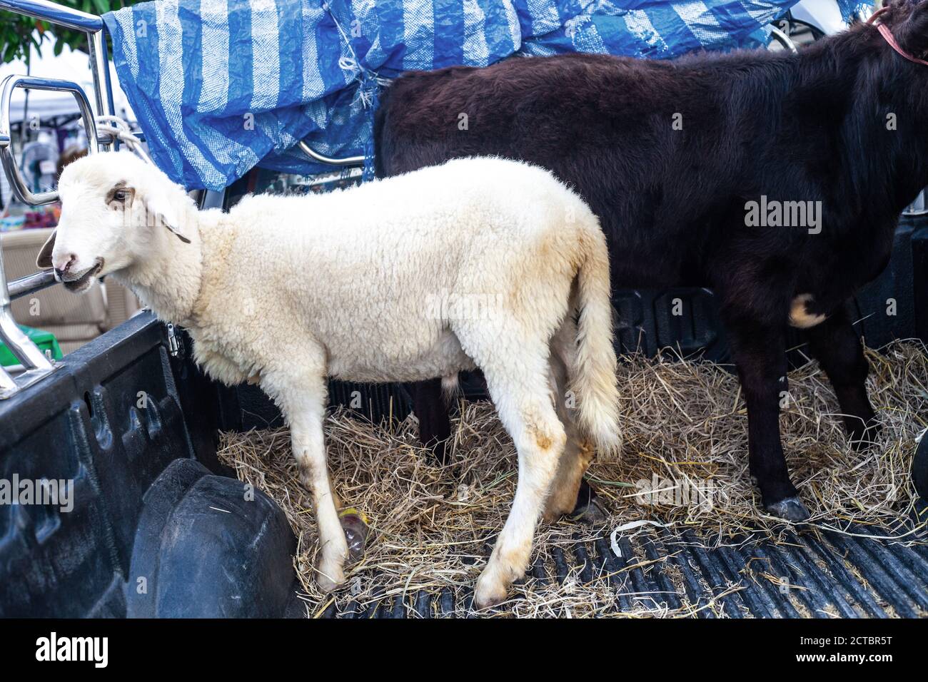 Transportation of cattle in pickup truck. White sheep and calf in car ...