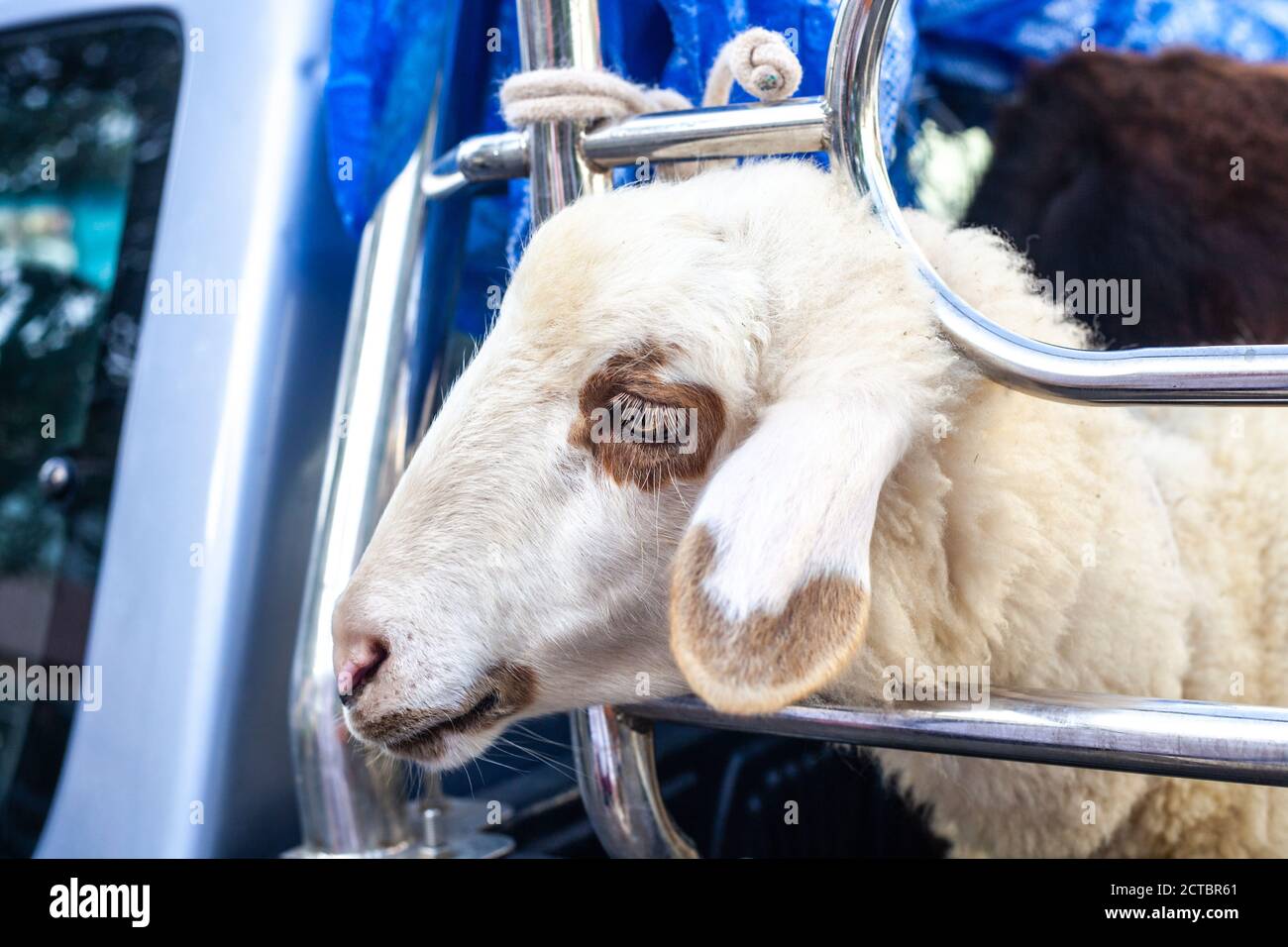 Transportation of cattle in pickup truck. White sheep in car Stock ...