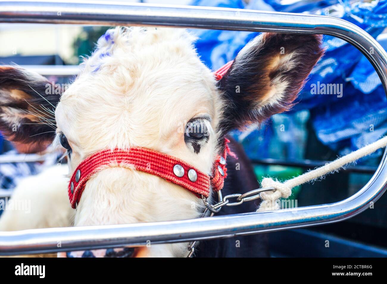 Transportation of domestic cattle in pickup truck. Brown calf in car ...