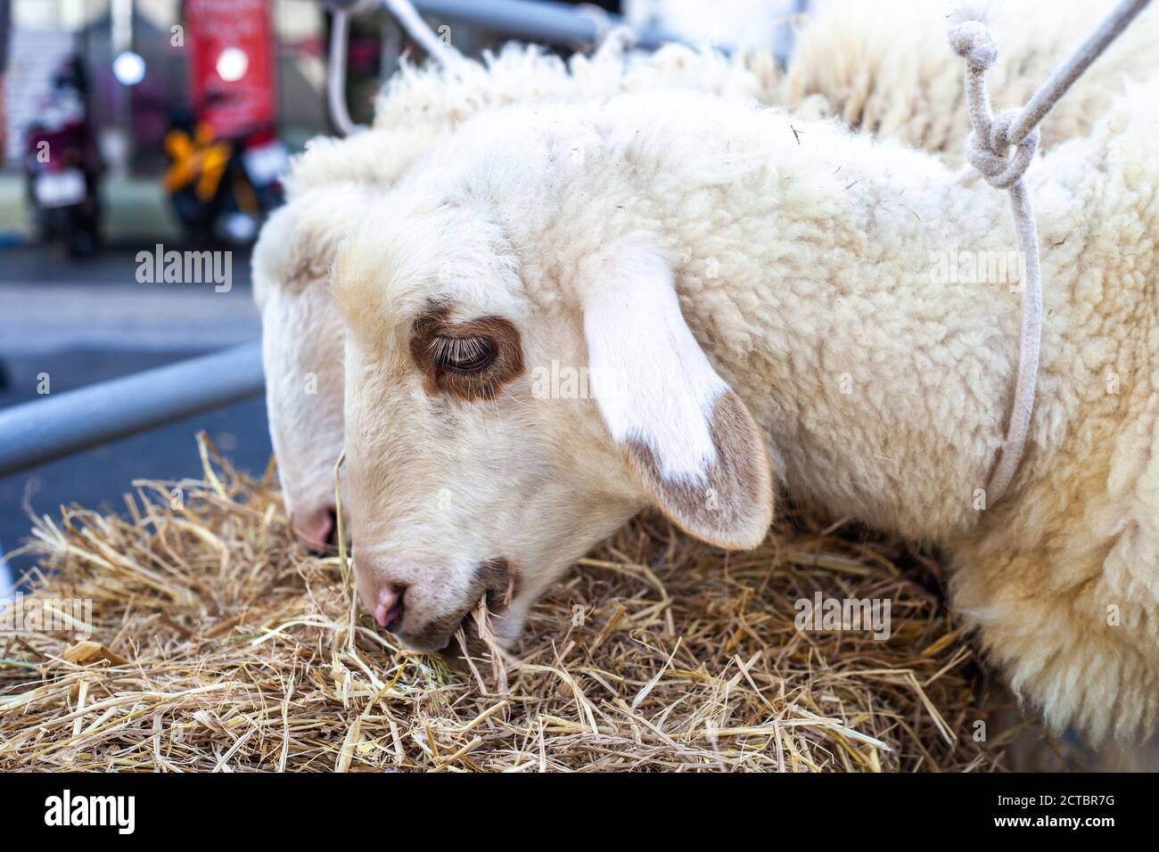 Close up sheep eating hay hi-res stock photography and images - Alamy