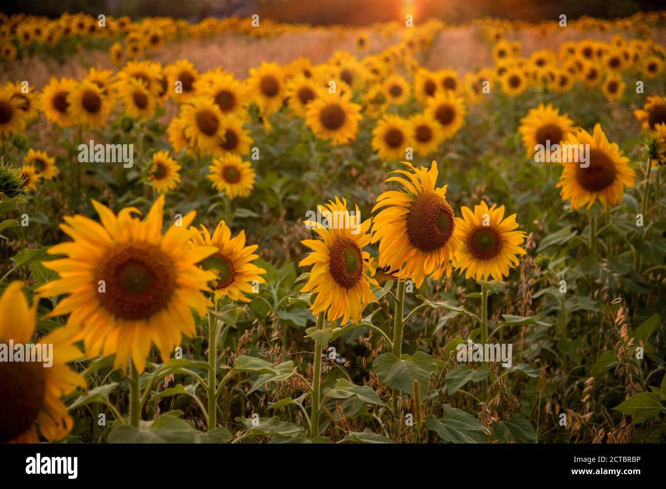 Beautiful blossoming sunflowers hi-res stock photography and images - Alamy