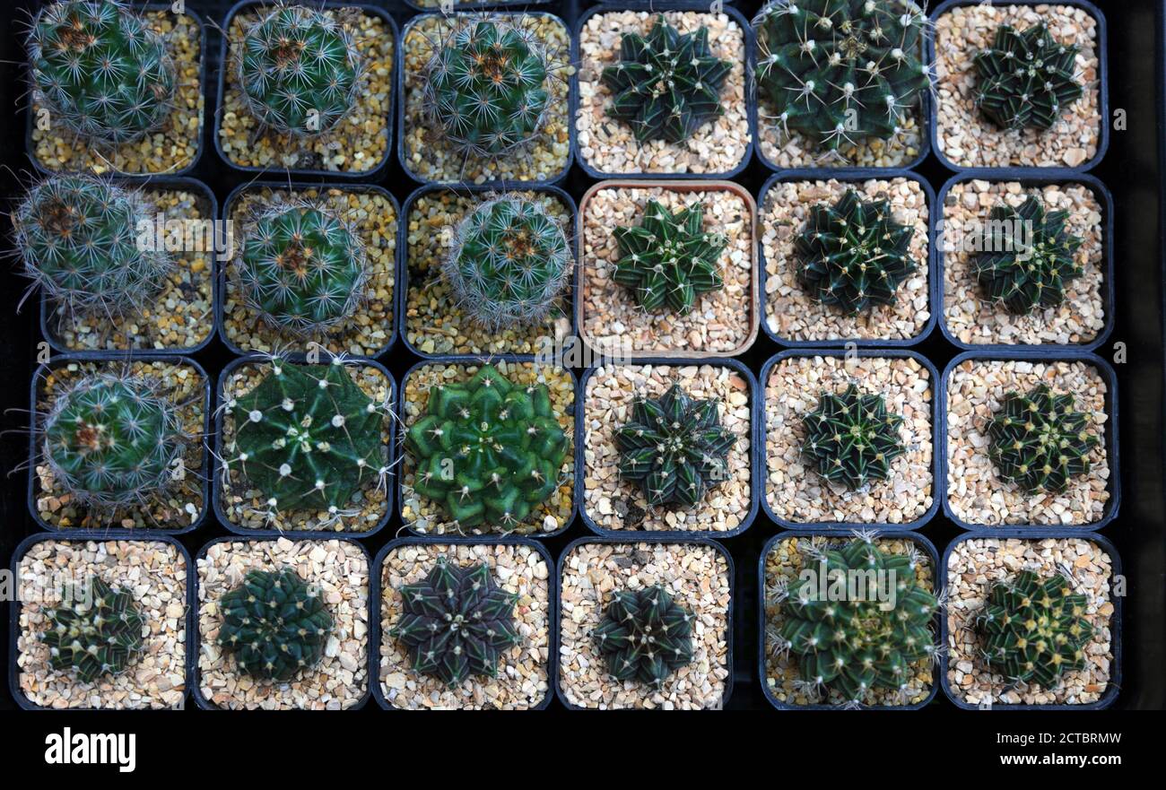 nursery cactus tree indoor garden can do it for yourself from top view ...