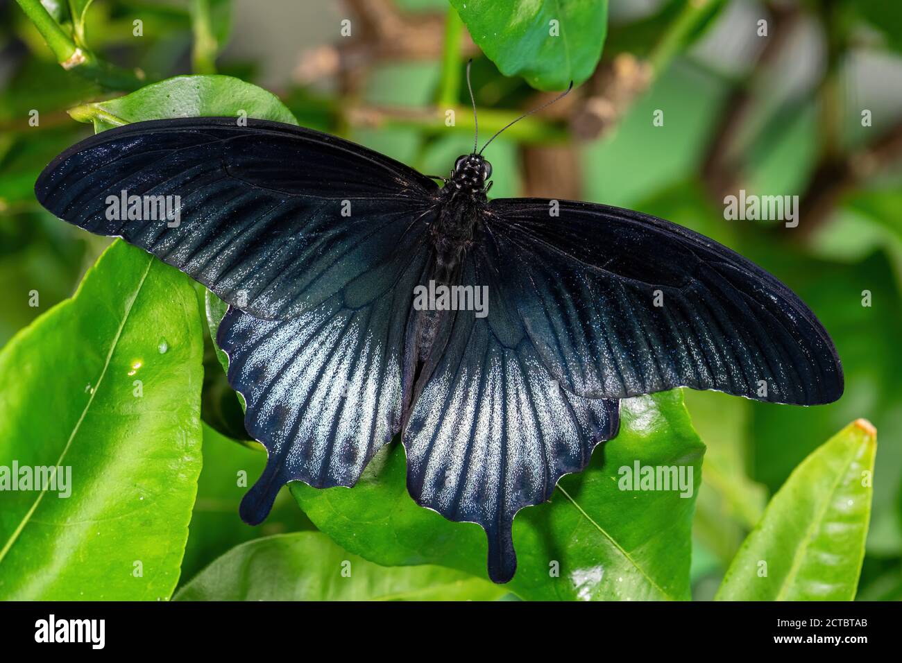Butterfly asian swallowtail papilio lowi hi-res stock photography and ...