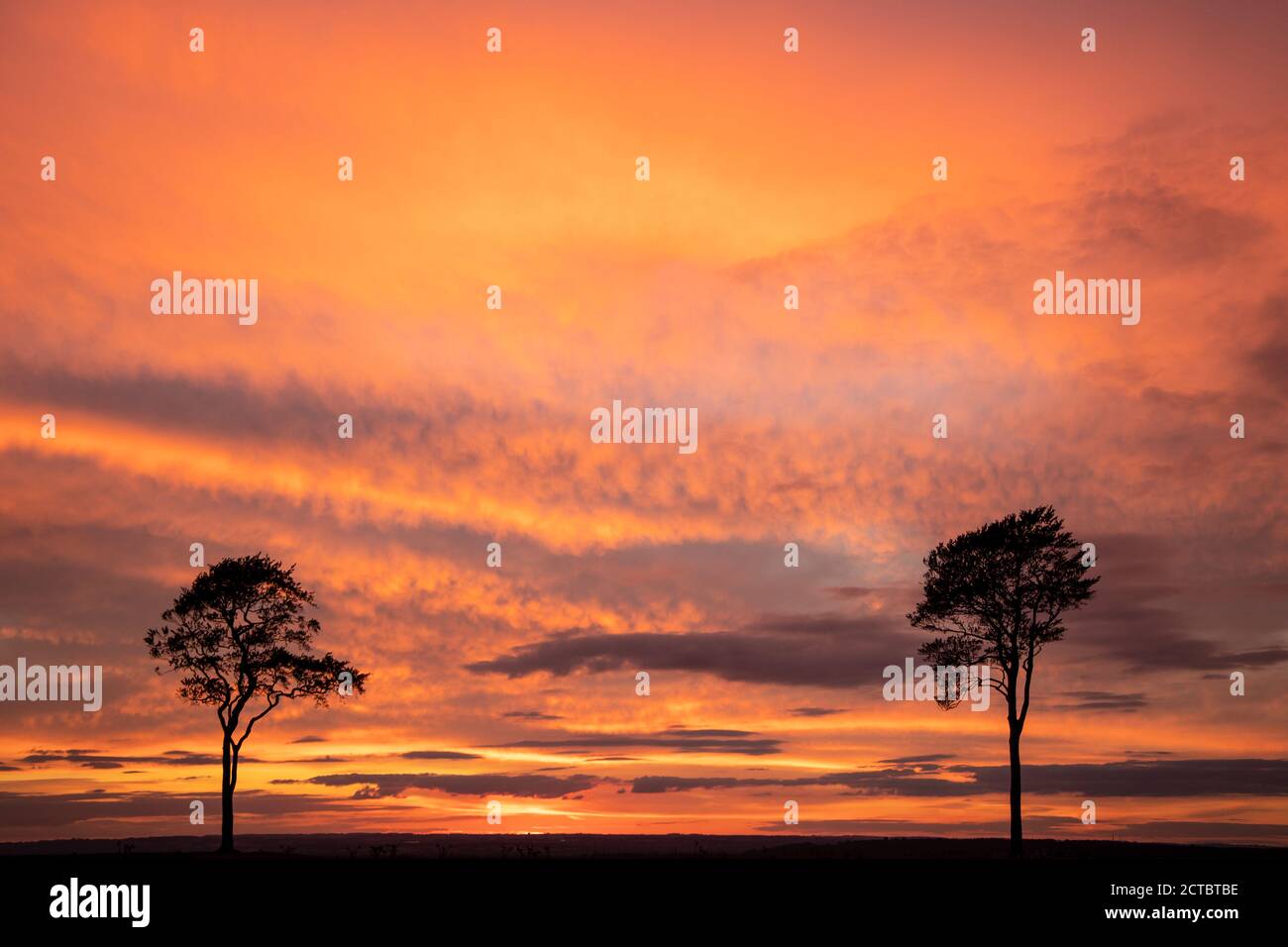 One tree at Sunset, Roundway Hill, Devizes, UK Stock Photo - Alamy