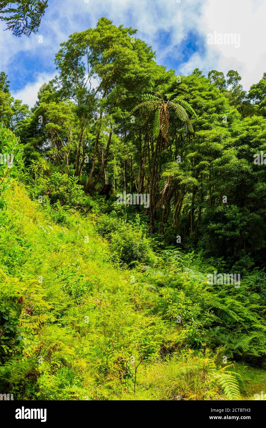 Spring nature in the forest, with its fresh green color. Wild growing ...