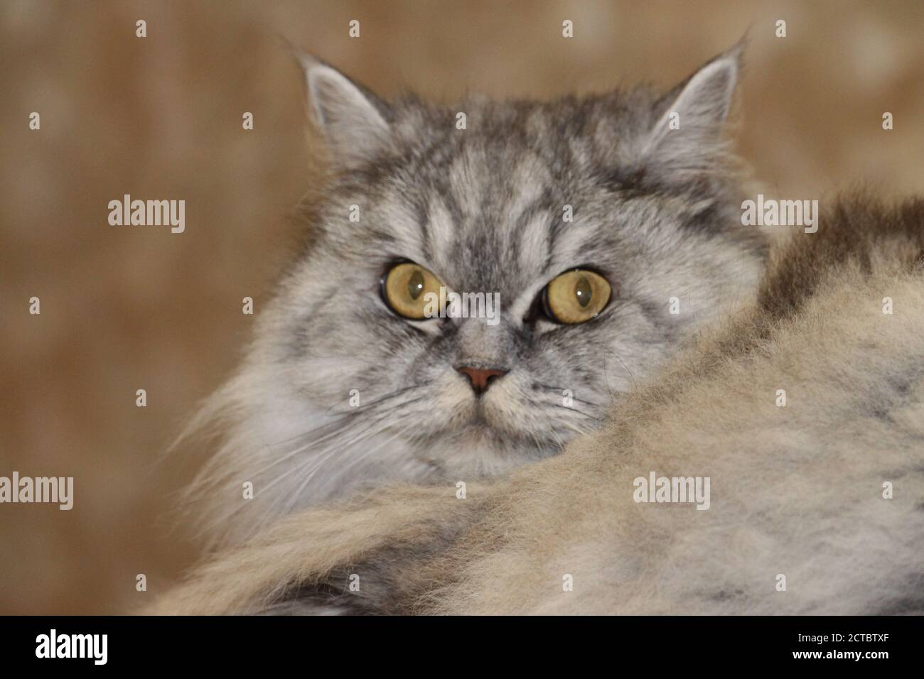 Scottish straight longhair hi-res stock photography and images - Alamy