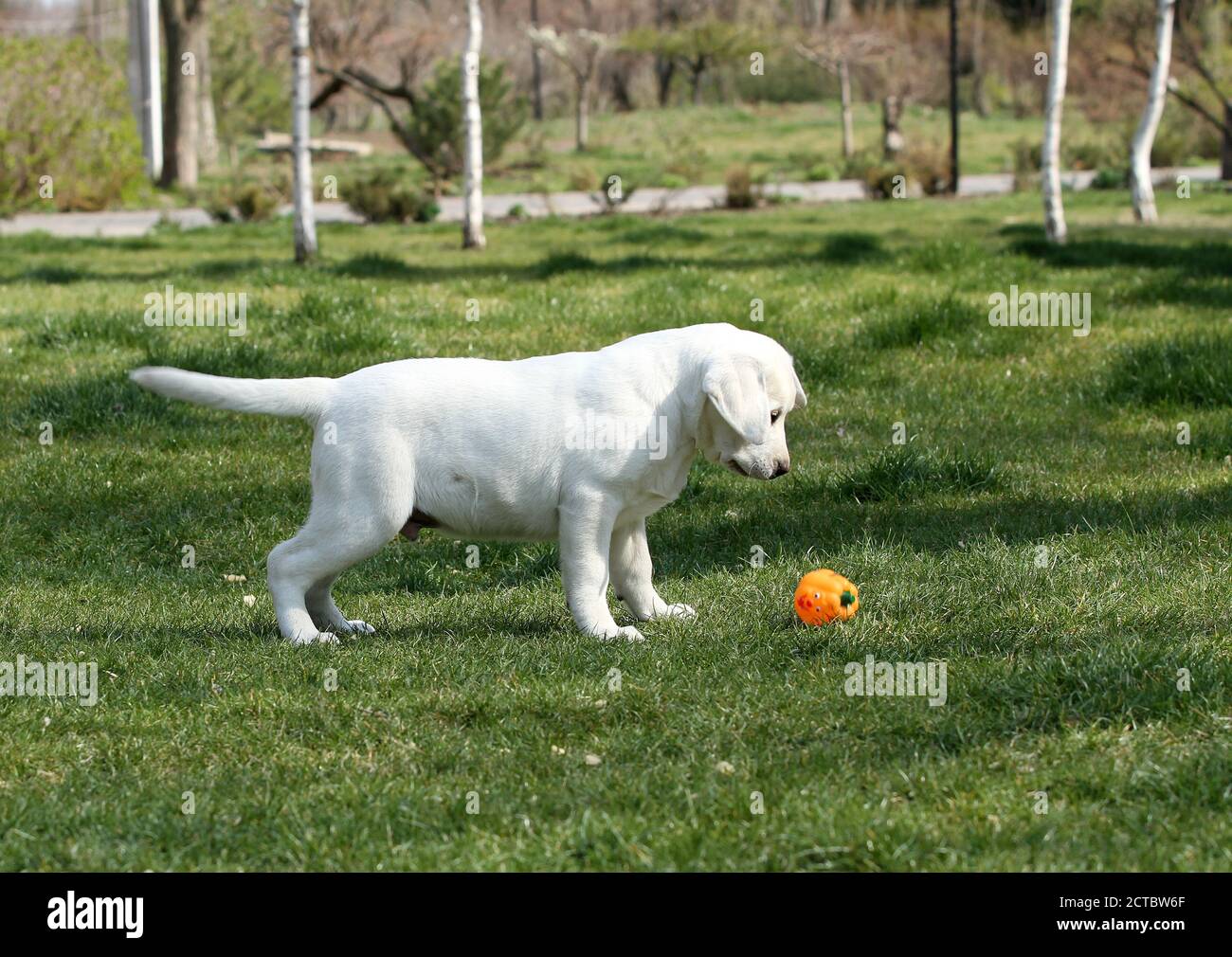 the yellow labrador playing in the park Stock Photo - Alamy