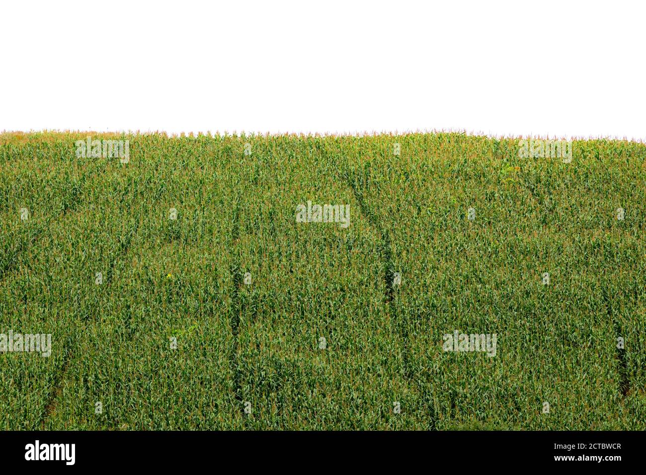 Corn in the corn field,Green corn field on white background Stock Photo ...