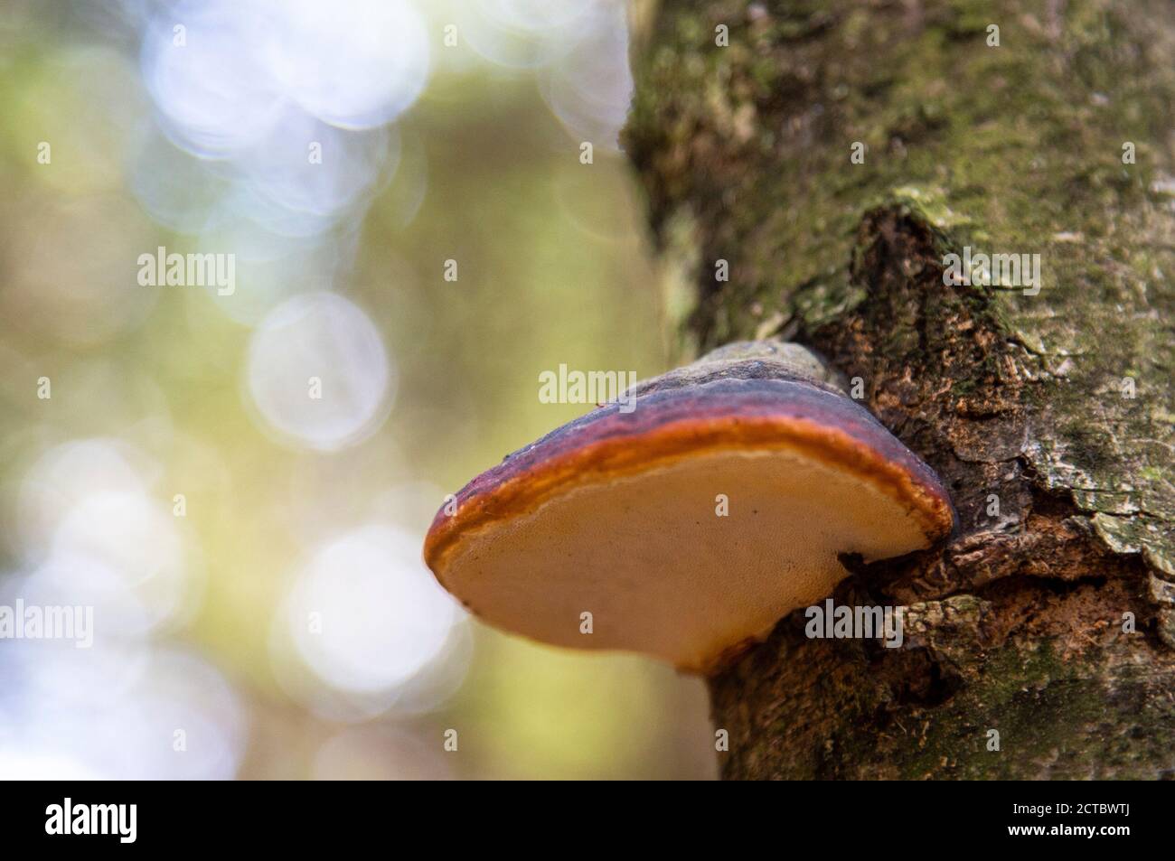 a parasitic fungus on the trunk of a dead tree Stock Photo - Alamy