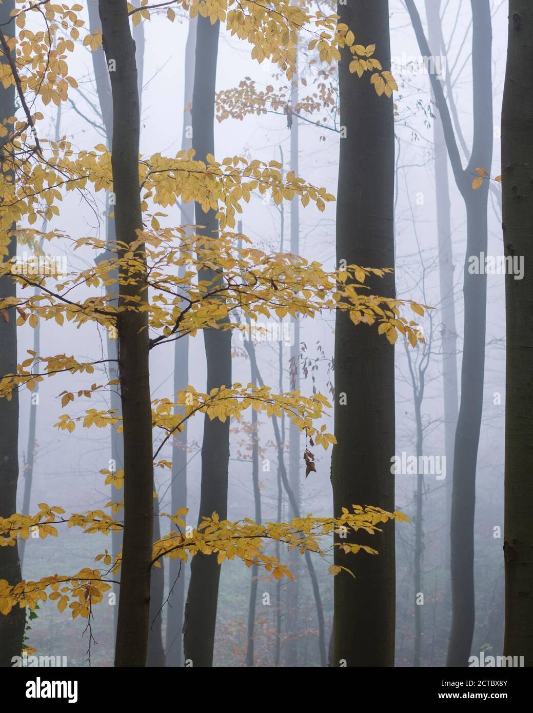 Mysterious dark beech forest in fog. Autumn morning in the misty woods ...