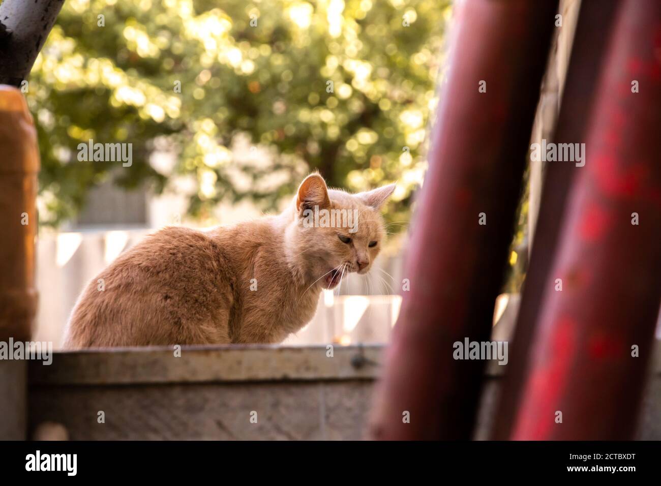 Stray cats in the backyard of a country house in Ukraine Stock Photo ...