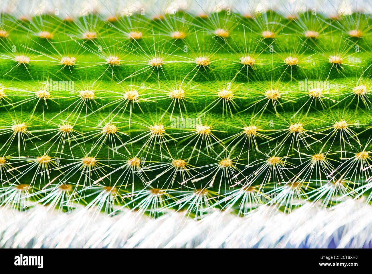 Close-up of a prickly green cactus texture. Nature background Stock ...
