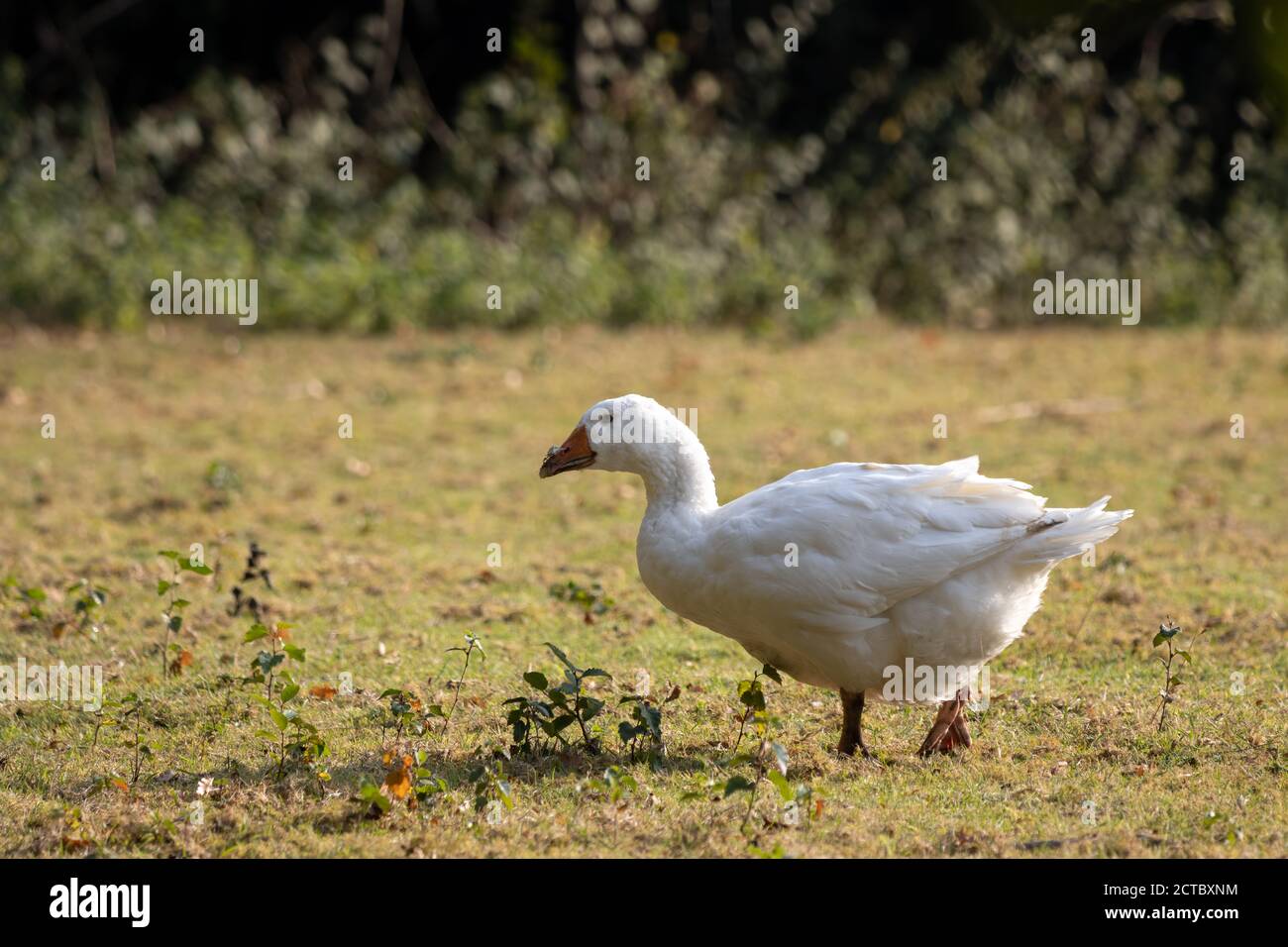 Wandering goose hi-res stock photography and images - Alamy