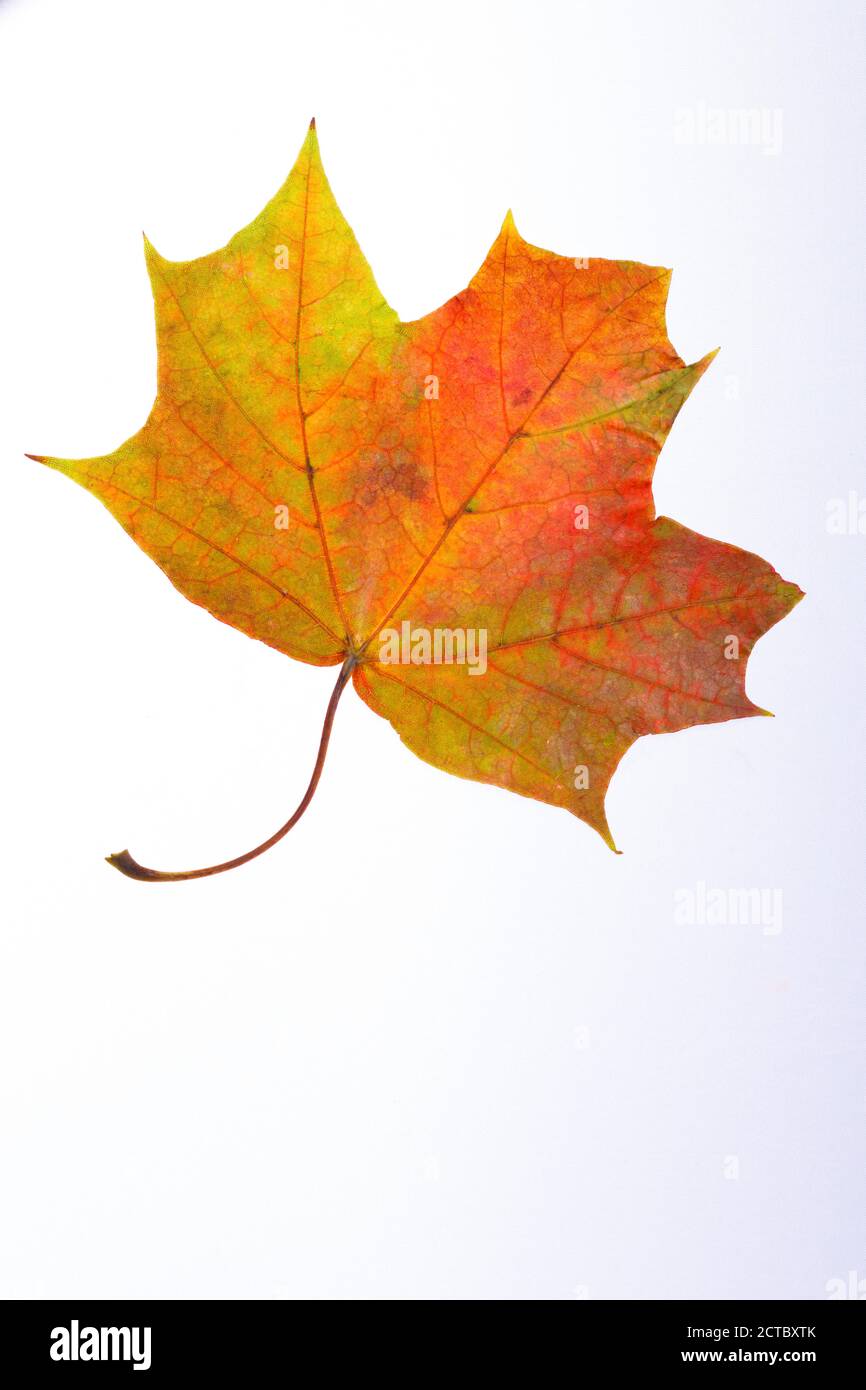 multicolored maple leaf isolated on white background Stock Photo - Alamy