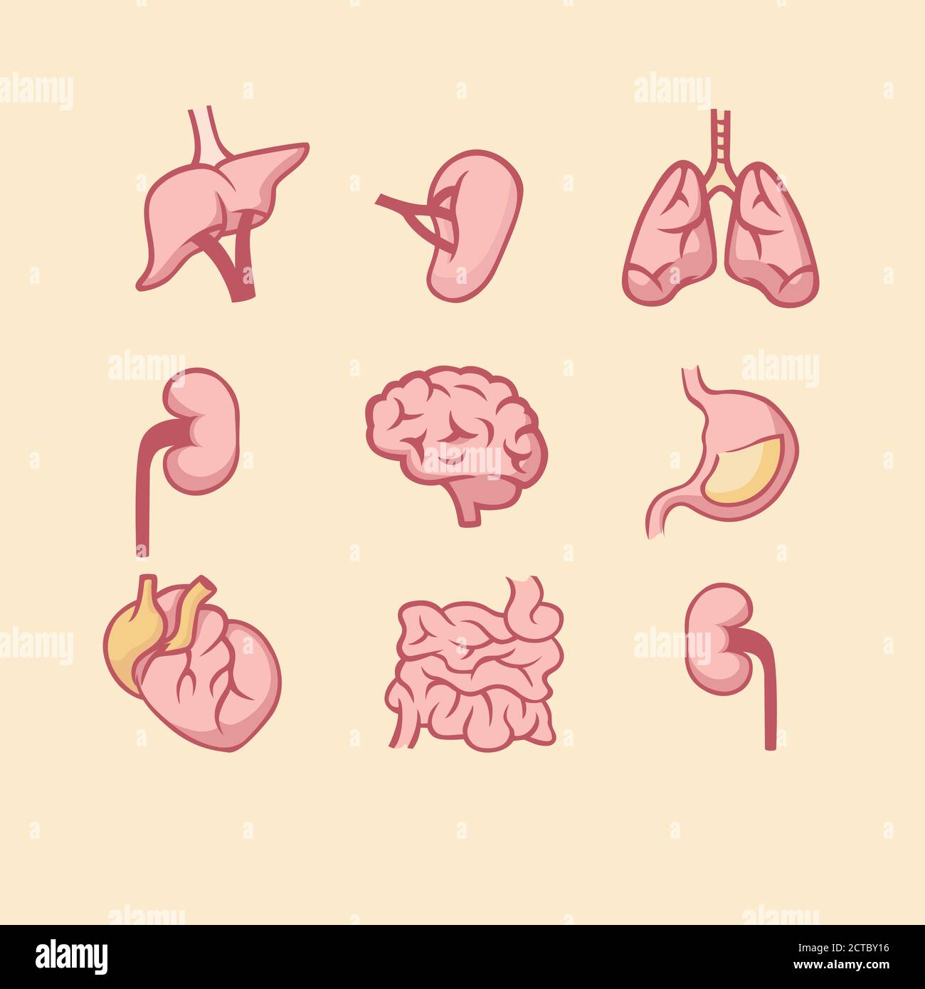 Human internal organs set. Anatomical lungs with heart muscle digestive ...