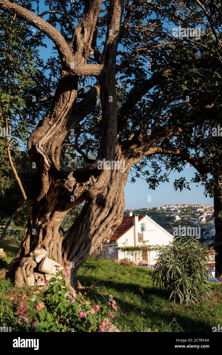 An old tree and a fragment of a typical Croatian house on the island of ...