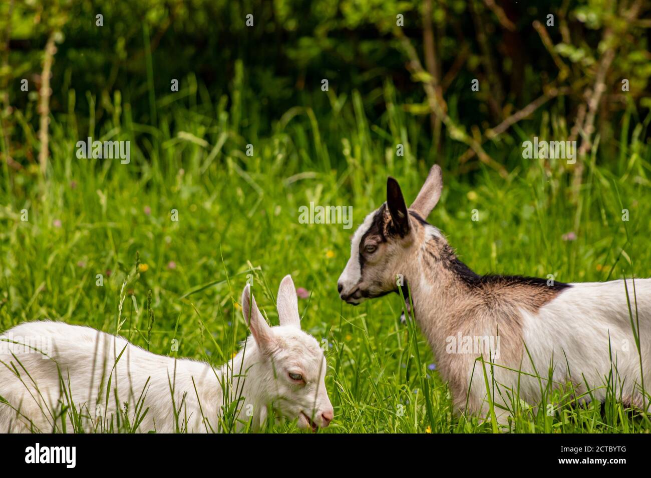 Two white domestic goats hi-res stock photography and images - Alamy