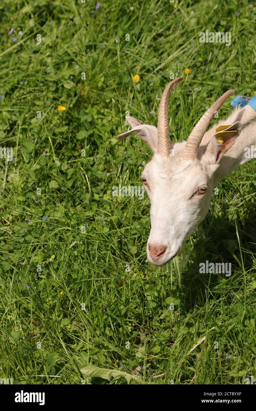 Big goat hi-res stock photography and images - Alamy