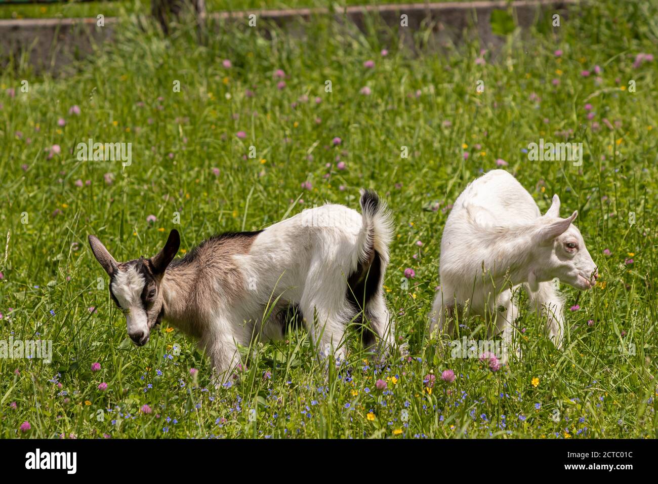 Two small goats grazing on green field Stock Photo - Alamy