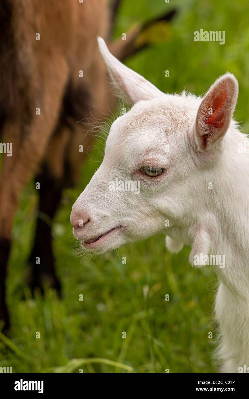 Baby goat close up head shoot Stock Photo - Alamy