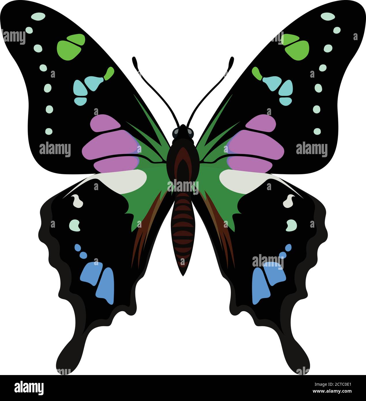 vector Purple spotted swallowtail butterfly from New Guinea (Graphium ...