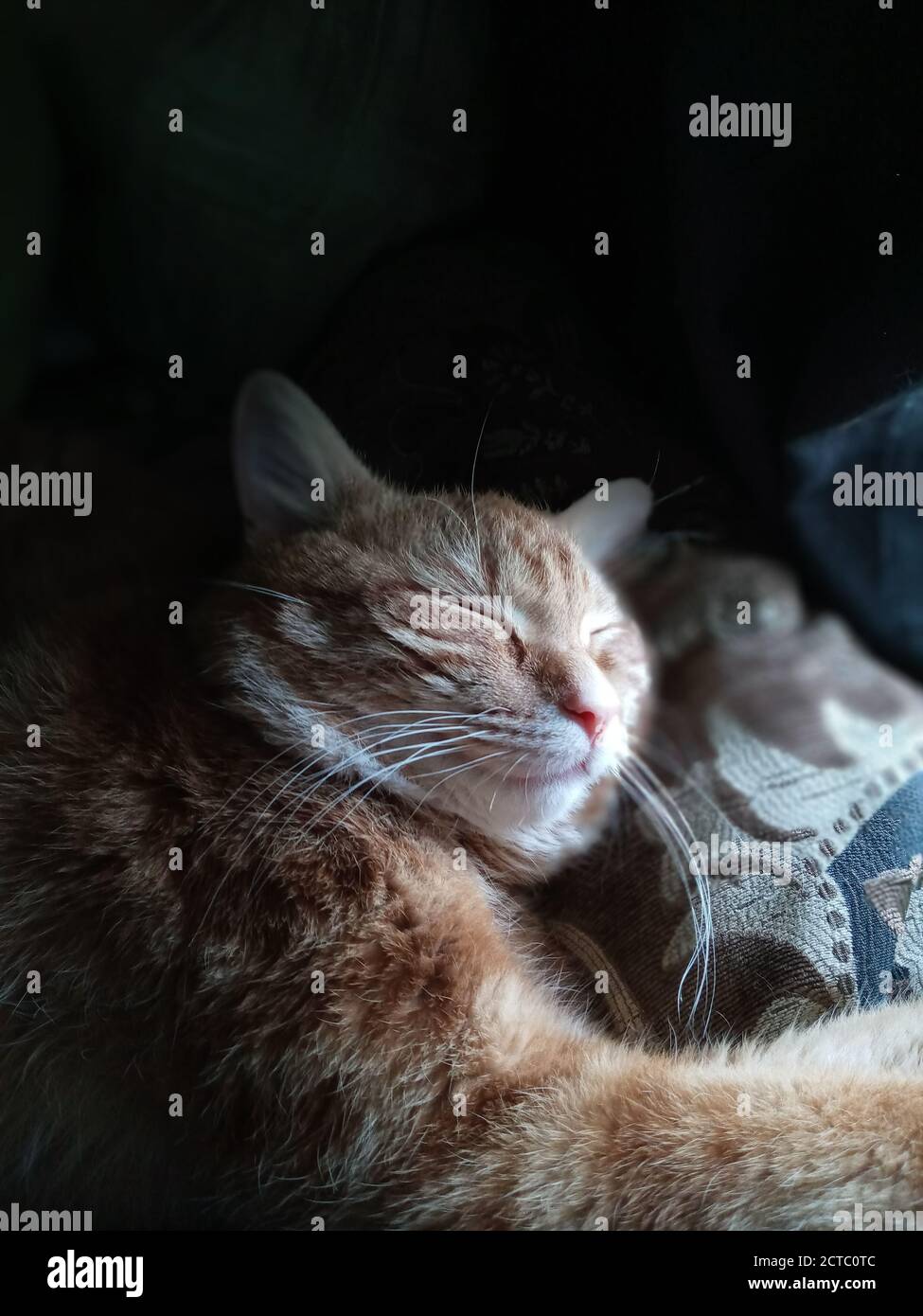 Closeup of a sleeping cat under the sunlight Stock Photo - Alamy