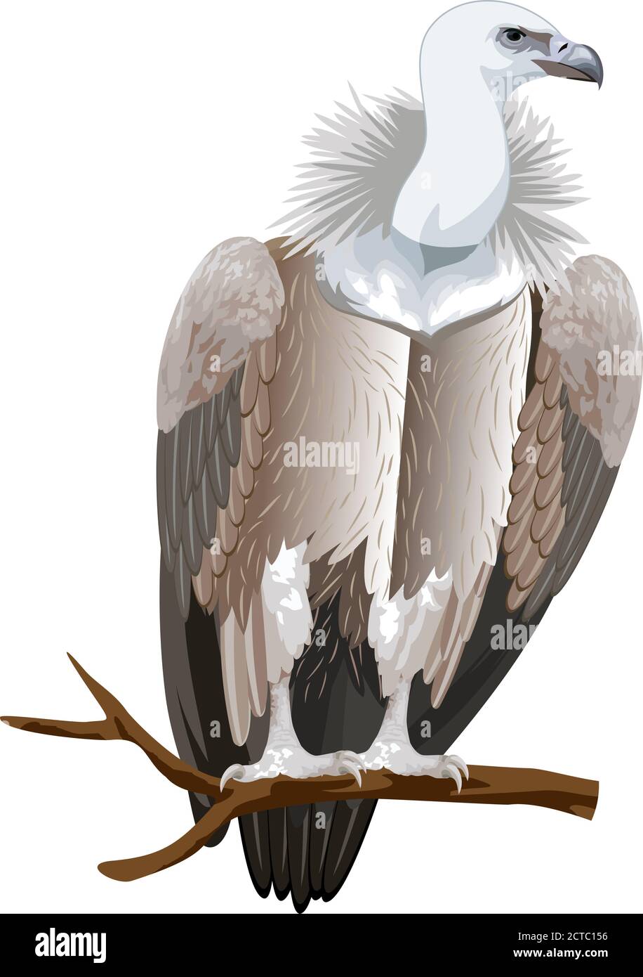 African Vulture Flying Clipart