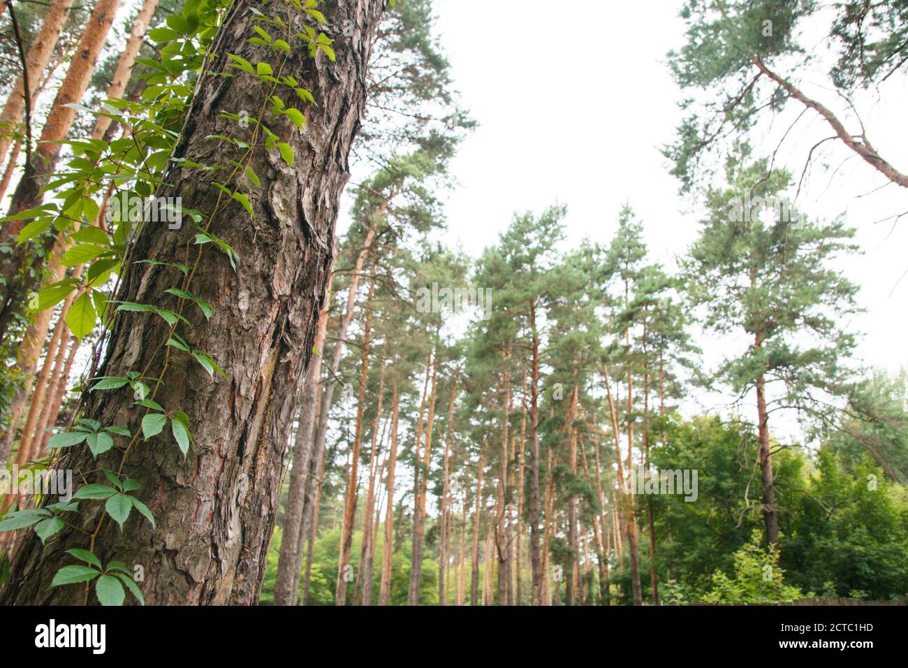 Forest landscape with coniferous trees covered with winder Stock Photo ...