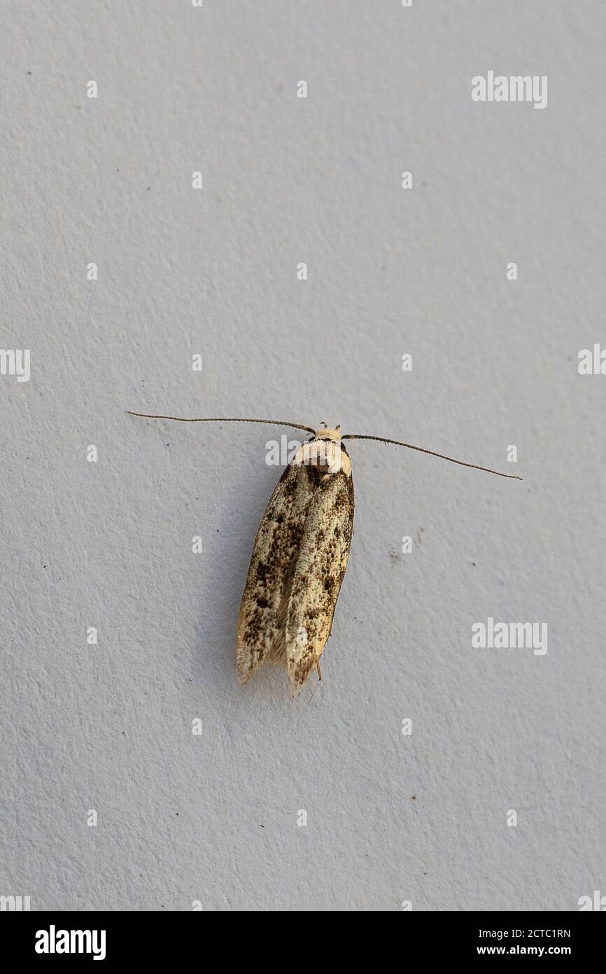 white-shouldered house moth (Endrosis sarcitrella Stock Photo - Alamy