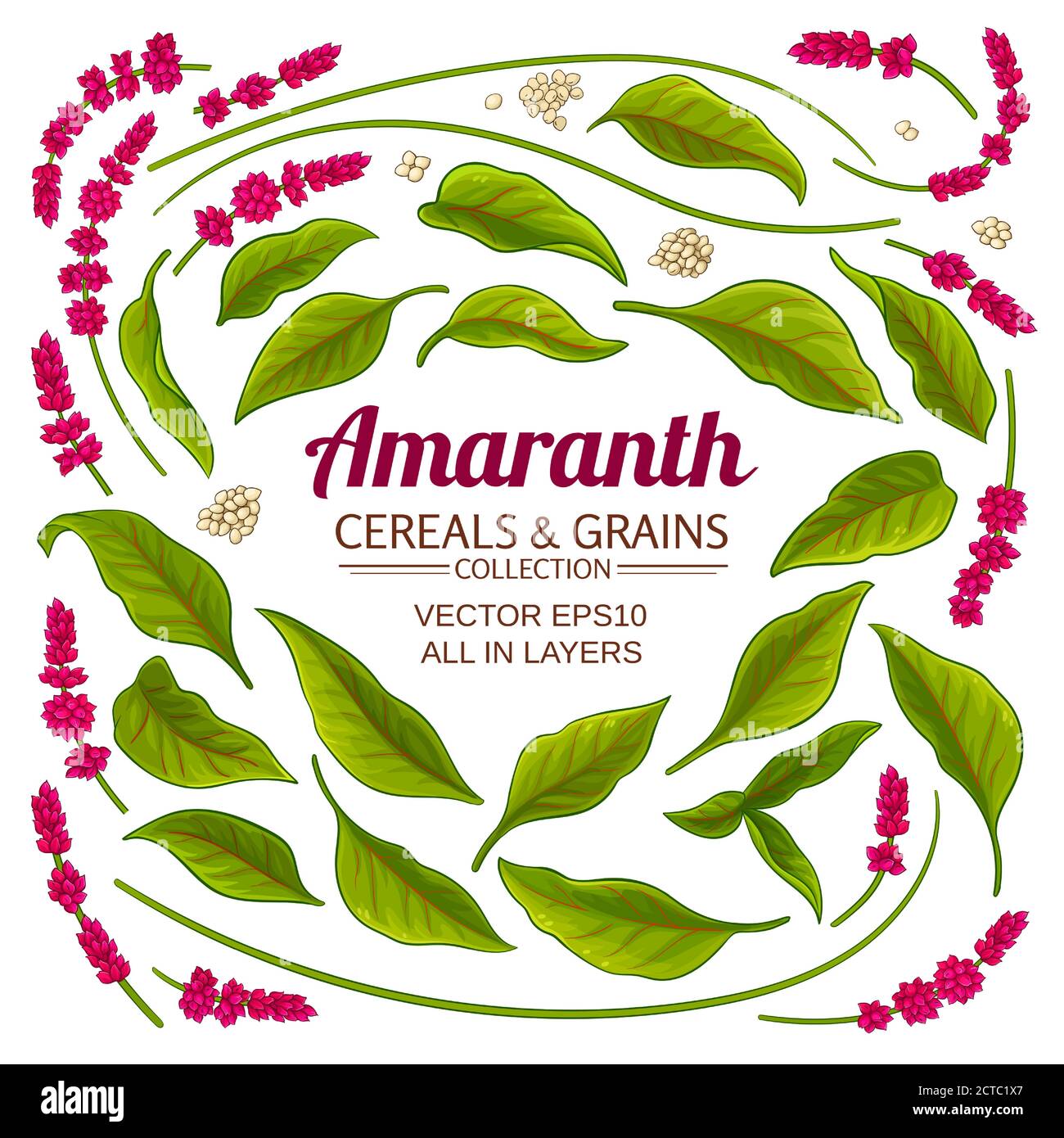 amaranth elements set on white background Stock Vector Image & Art - Alamy