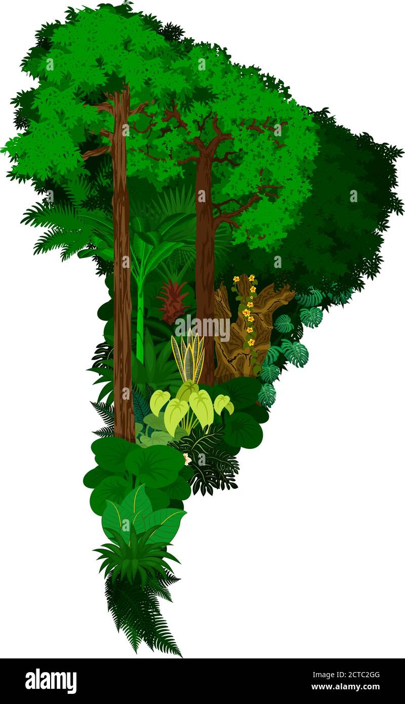 floral South America - vector illustration Stock Vector Image & Art - Alamy