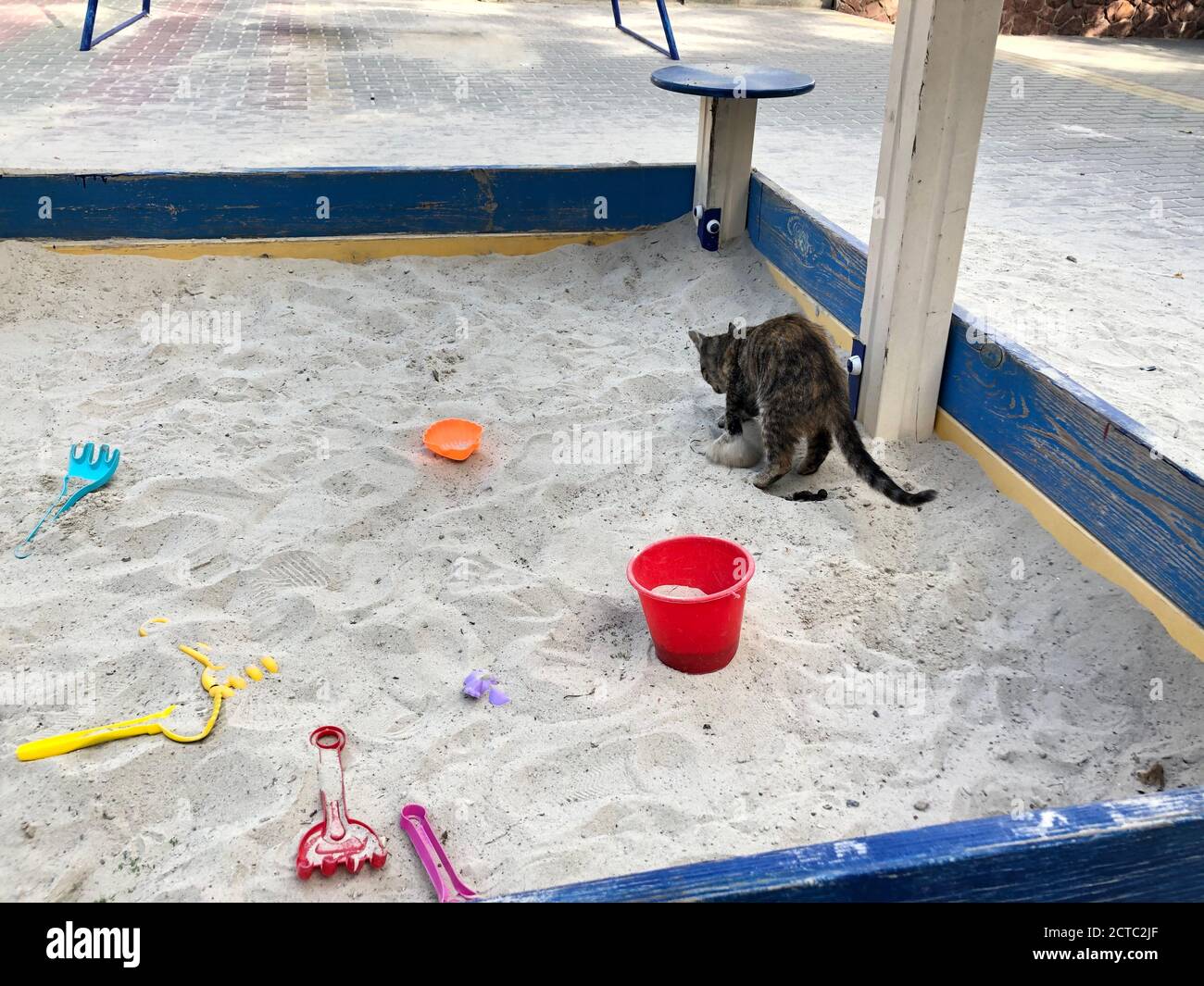 the cat defecating in the sandbox.danger on the playground Stock Photo ...