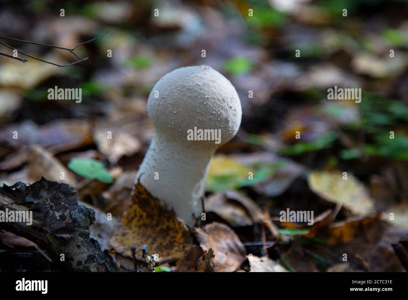 The Common Puffball Lycoperdon perlatum or Devil's Snuff-box. The fruit ...